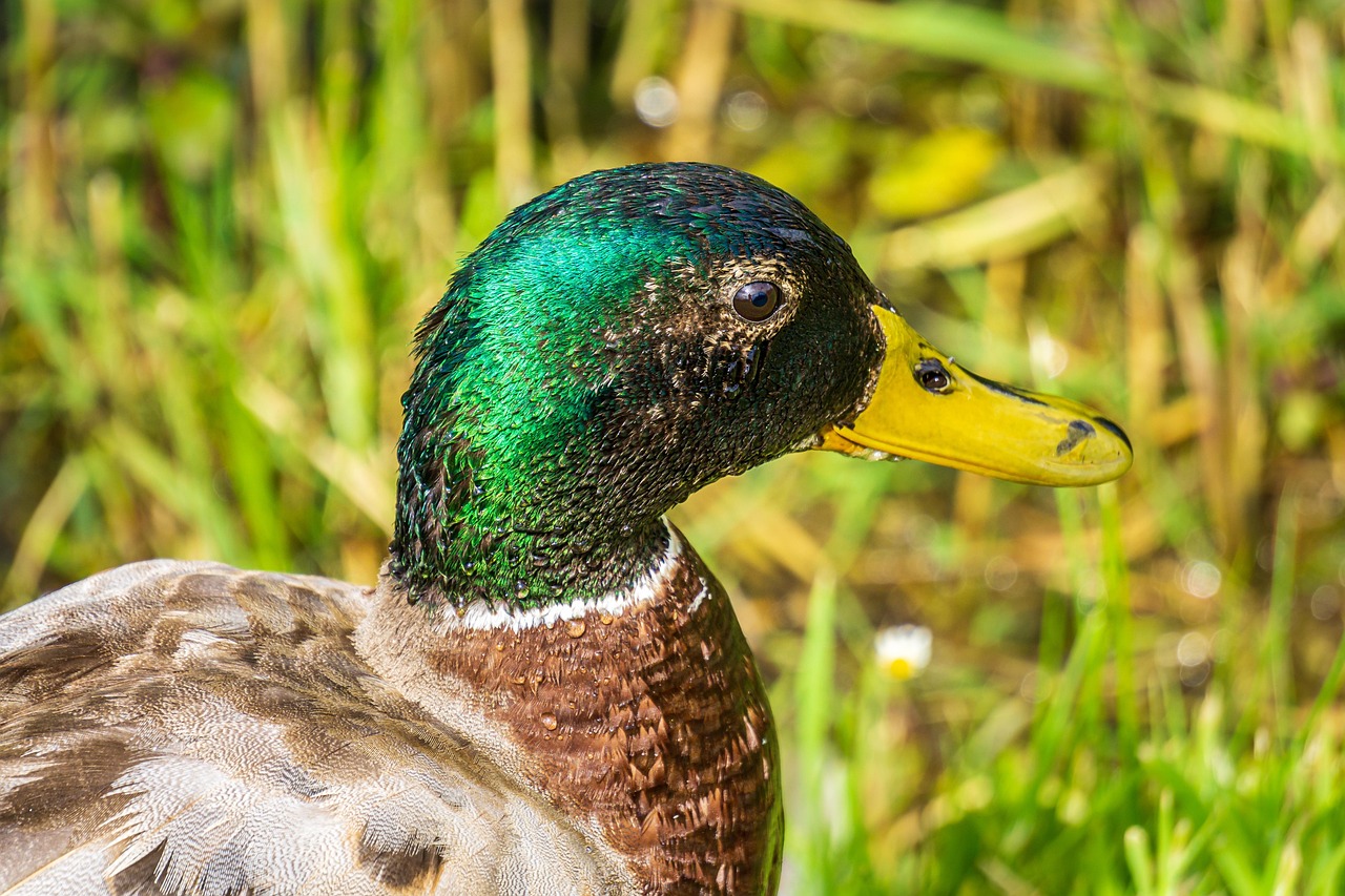 Animales Aves Patos - Foto gratis en Pixabay