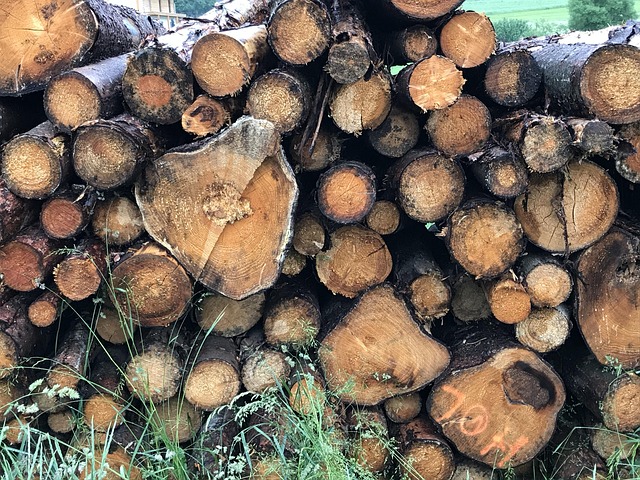 Holz Wood Trees - Free photo on Pixabay - Pixabay