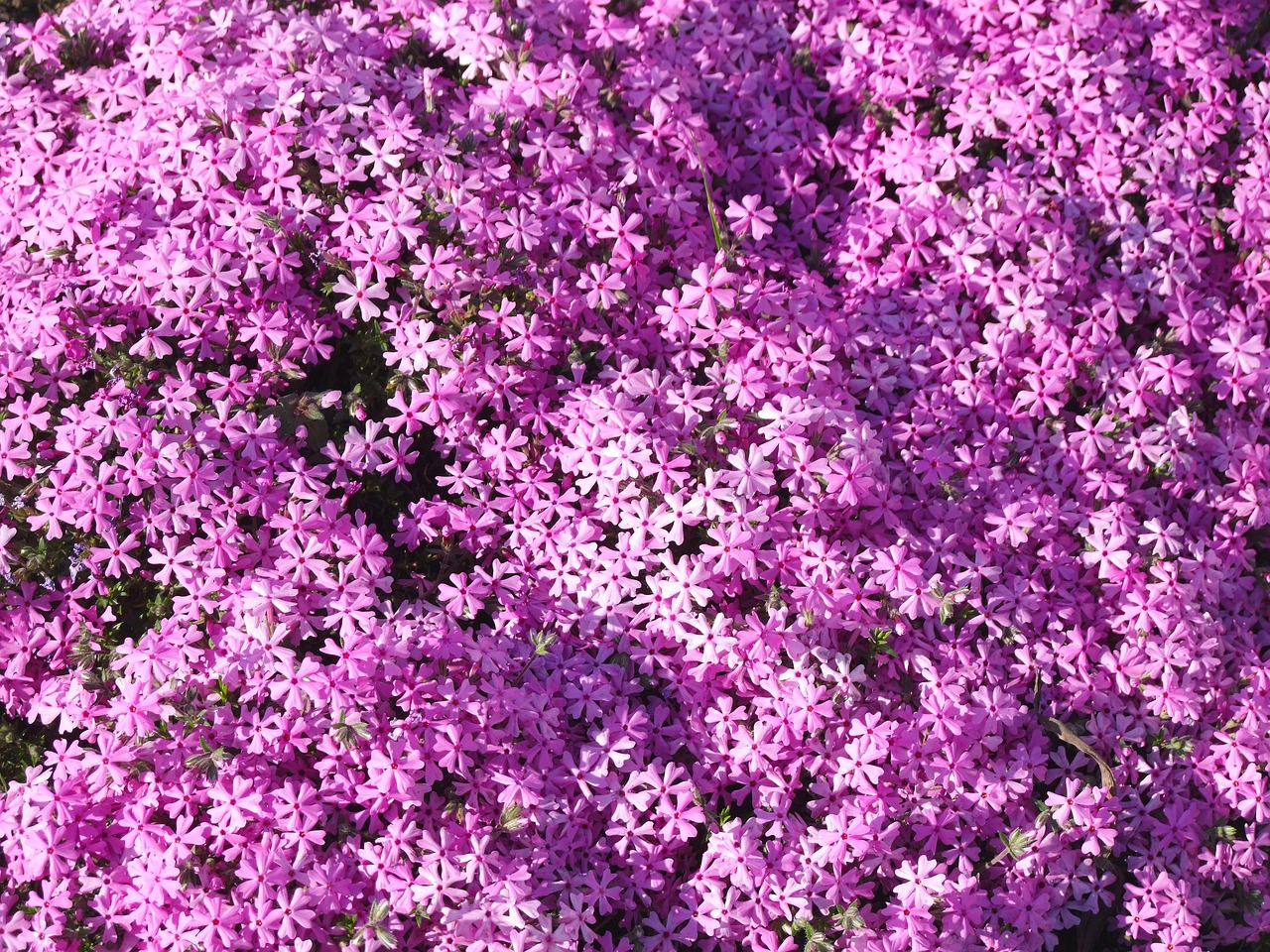 Rastejando Chama Flor Phlox - Foto gratuita no Pixabay - Pixabay