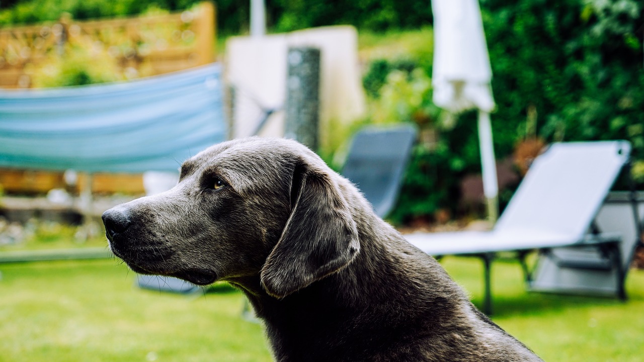 100+ Free Doggy Style & Dog Images - Pixabay