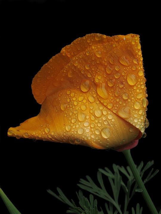 Californian Poppy Gold - Free photo on Pixabay