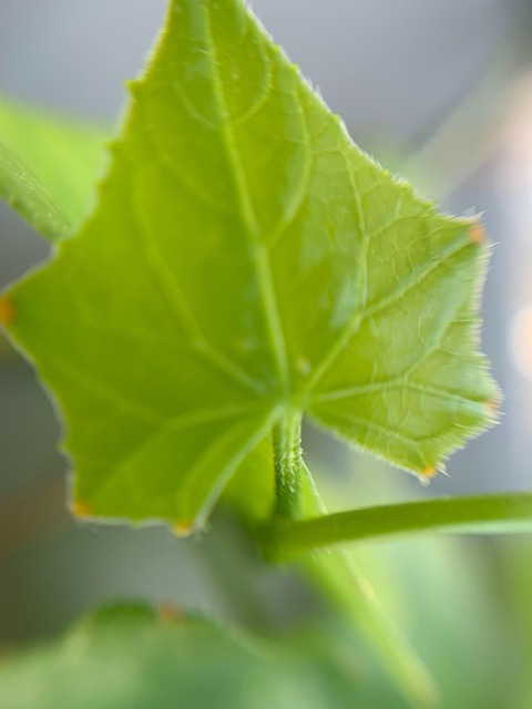 Kundur Dalam Sayur-Mayur - Foto gratis di Pixabay - Pixabay