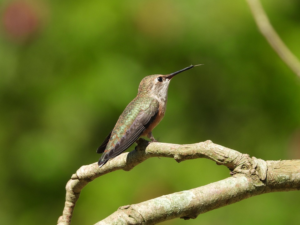 Hummingbird Wild Bird - Free photo on Pixabay - Pixabay