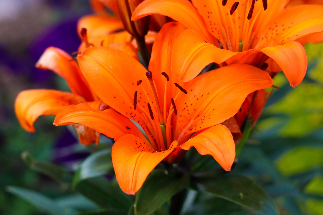 Blommor Flora Natur Orange - Gratis foto på Pixabay - Pixabay