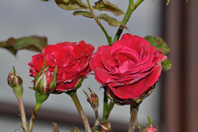 De Belles Roses Rouges Des - Photo gratuite sur Pixabay - Pixabay