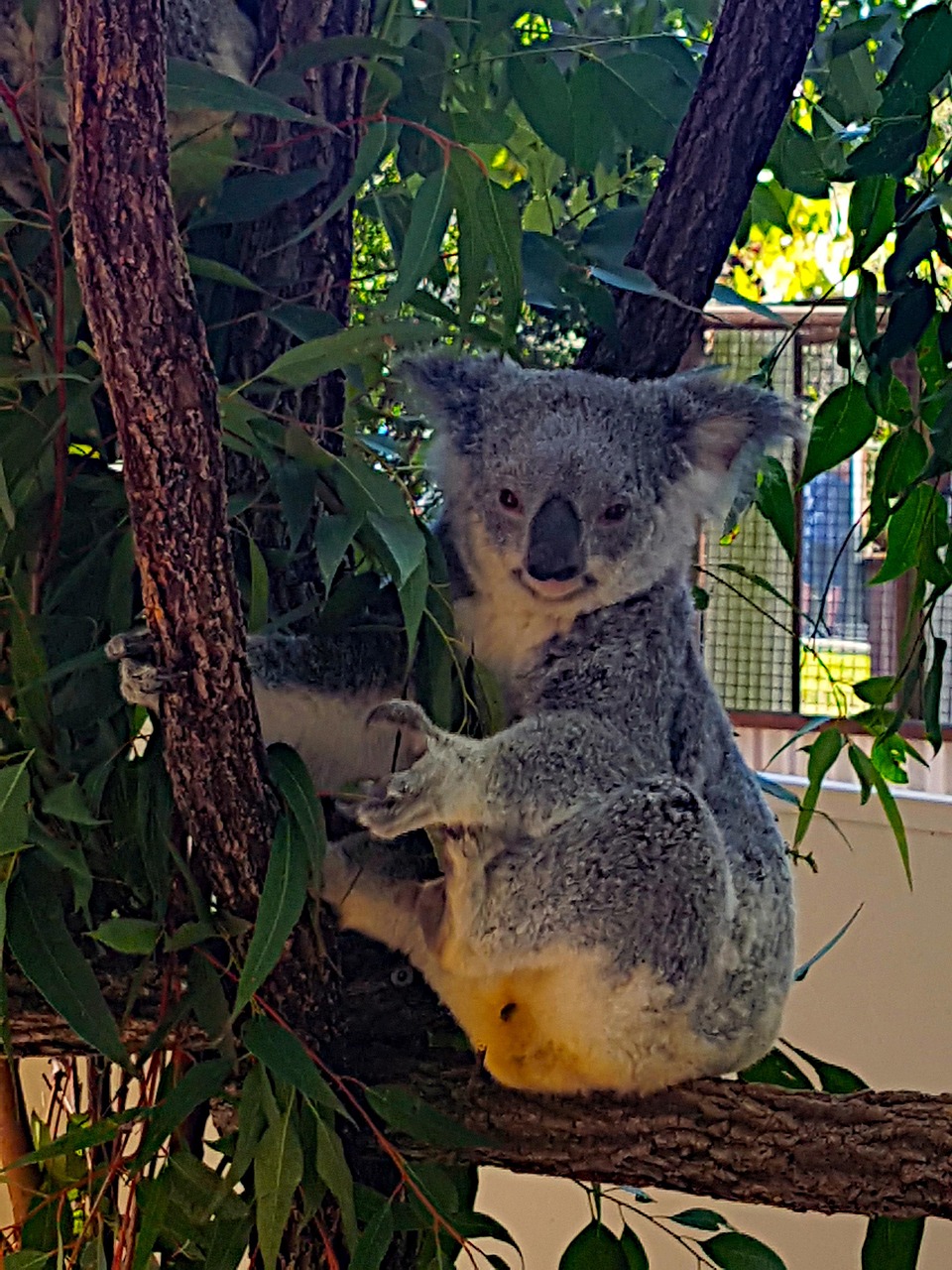 Koala Picture | Koala Images Free – SVPLS