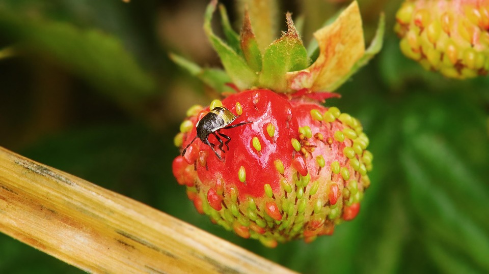 Strawberry Insect Macro - Free photo on Pixabay - Pixabay