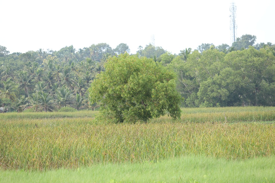 Kerala Nature Green - Free photo on Pixabay - Pixabay