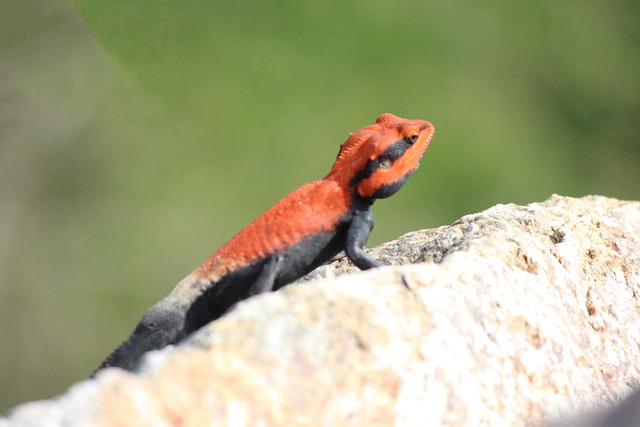 Back View Chameleon Mountain - Free photo on Pixabay - Pixabay