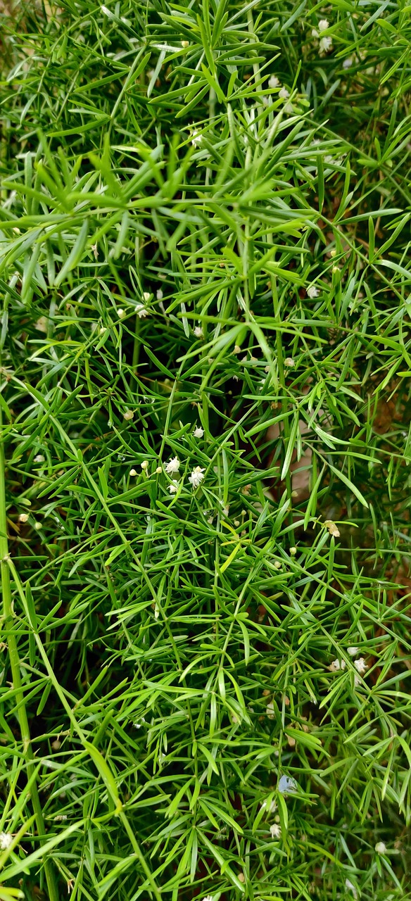 Green Greenary - Free photo on Pixabay - Pixabay