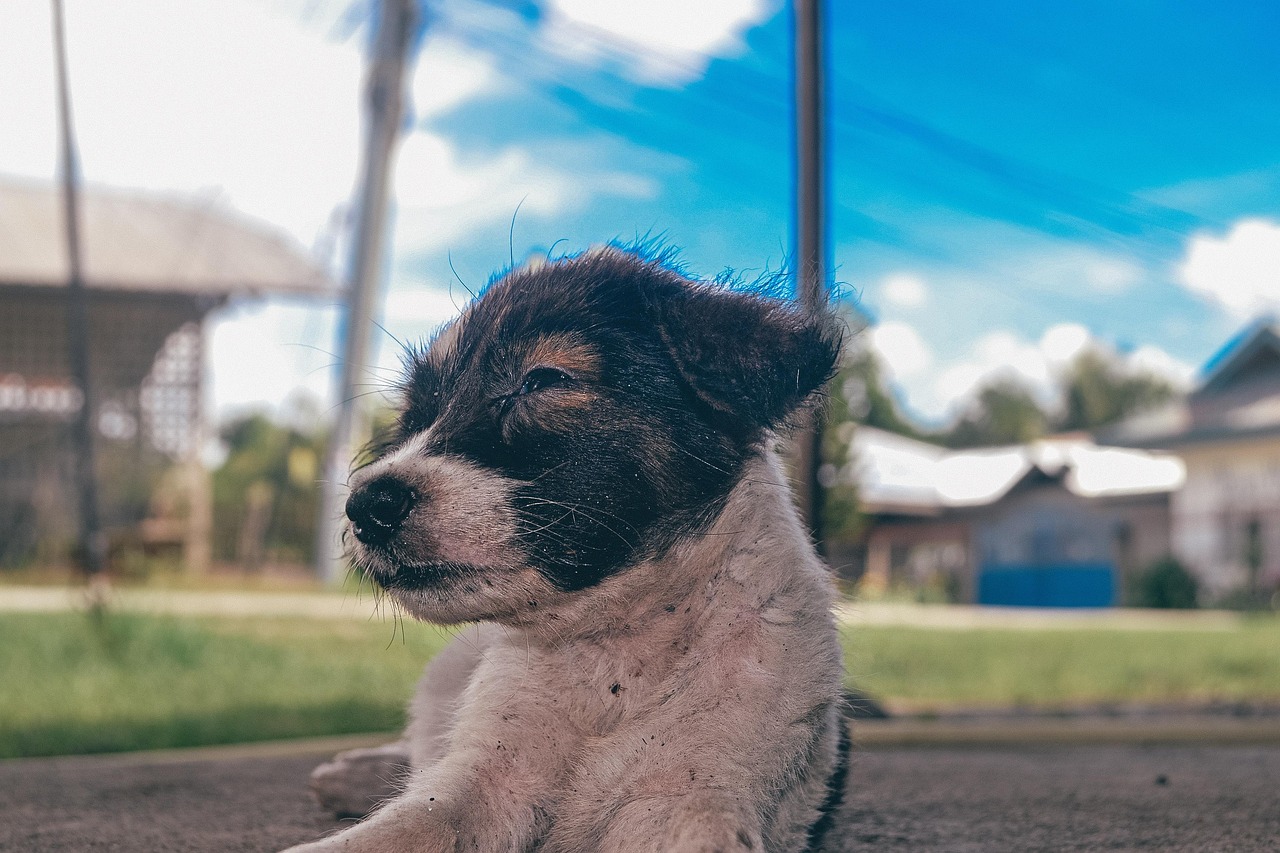 50+ Free Dirty Dog & Dog Images - Pixabay
