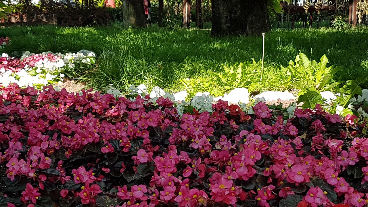 Natureza Flores - Foto gratuita no Pixabay - Pixabay