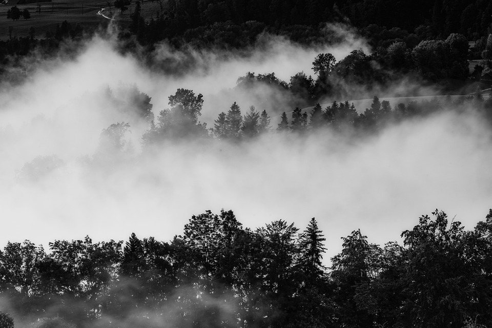 Trees Fog Mist - Free photo on Pixabay - Pixabay