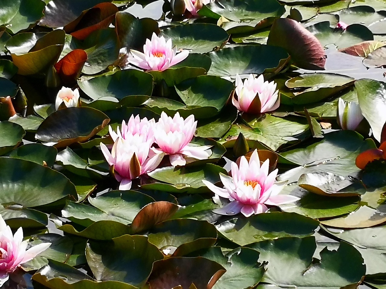 Nenúfar Nuphar Lutea Flor Planta - Foto gratuita no Pixabay - Pixabay