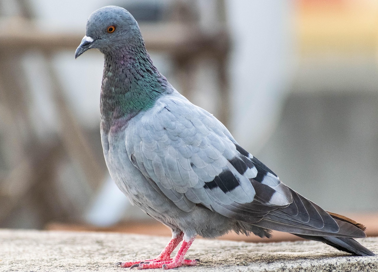 Pombo Pássaro Pomba - Foto gratuita no Pixabay - Pixabay