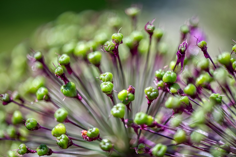 Zierlauch Allium Zwiebelblume - Kostenloses Foto auf Pixabay