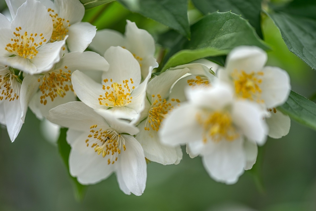 Philadelphus Coronarius Whistle - Free photo on Pixabay - Pixabay