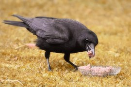 Raven Bird Crows Eat - Free photo on Pixabay
