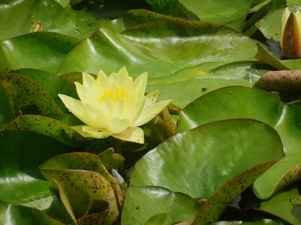 Waterlily Water Lily Lake - Free photo on Pixabay - Pixabay