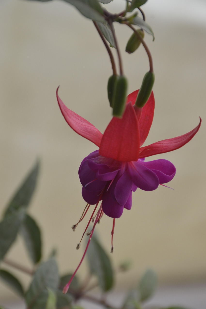 Flor Primavera Planta Zarcillo - Foto gratuita no Pixabay - Pixabay