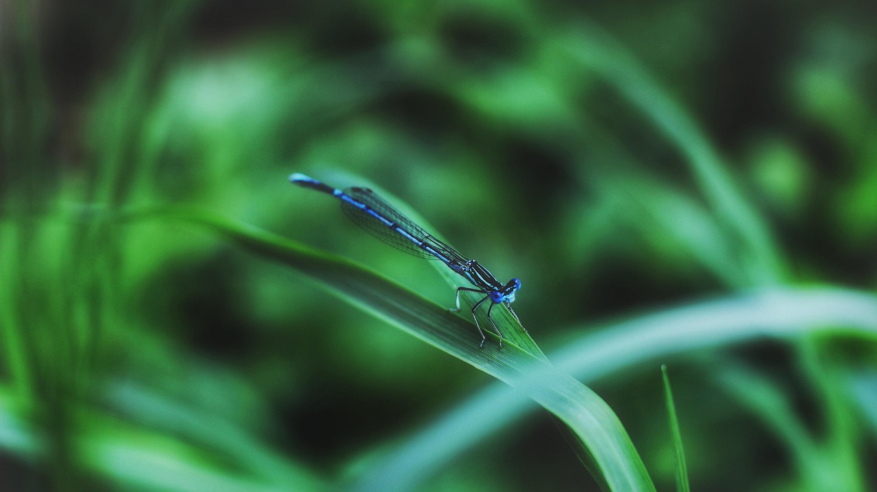 Macro Libellule Insecte La - Photo gratuite sur Pixabay - Pixabay