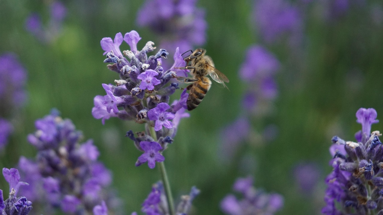 Abeja Biene Primavera - Foto gratis en Pixabay - Pixabay