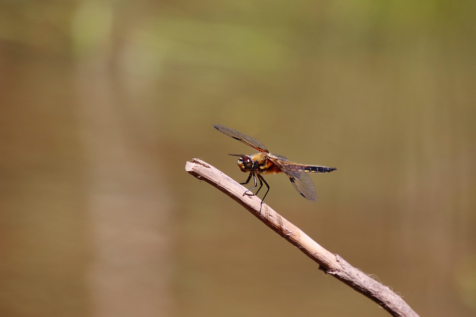 Dragonfly Four Patch Insect - Free photo on Pixabay