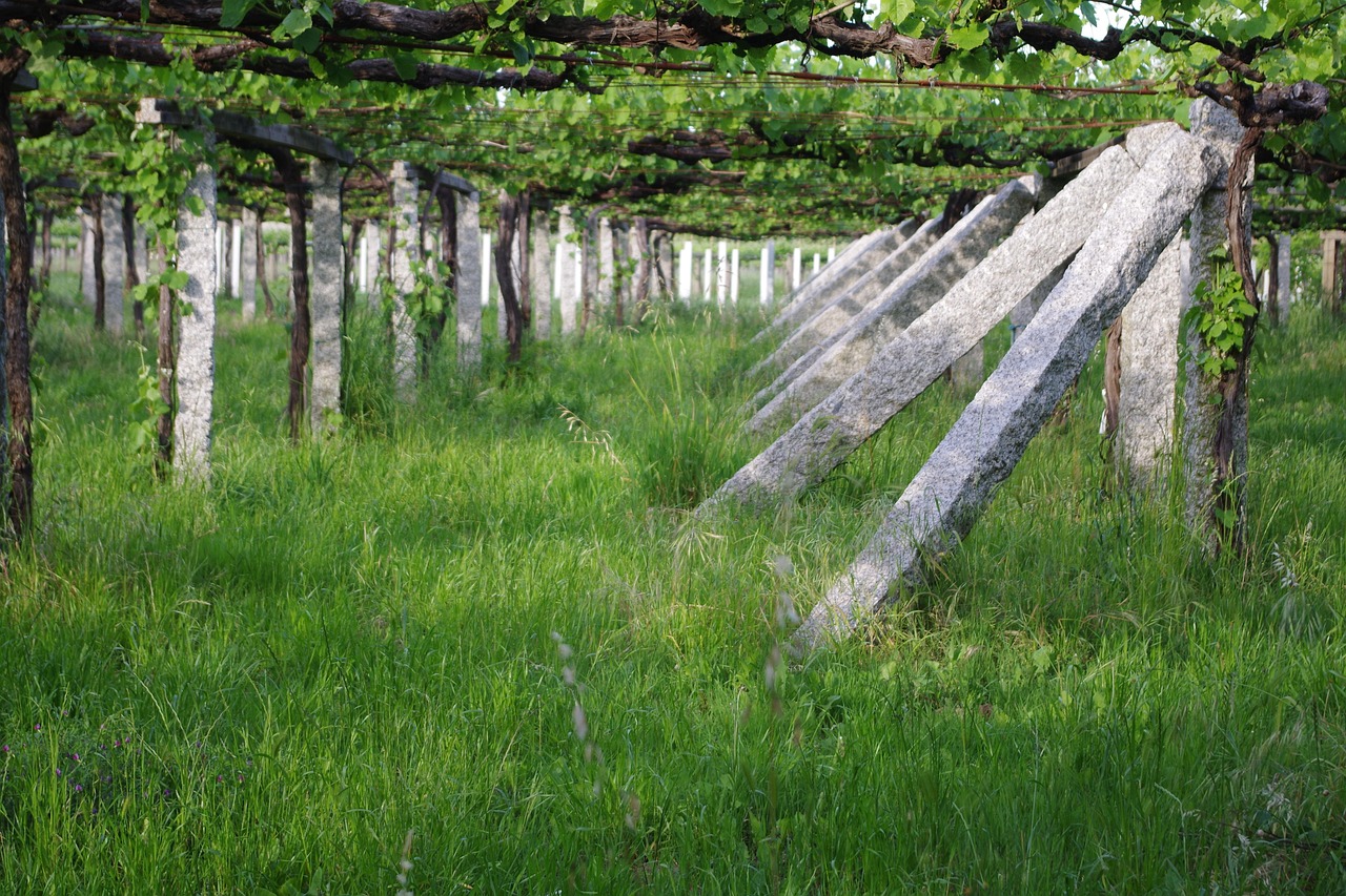 Vineyard Post Stone - Free photo on Pixabay