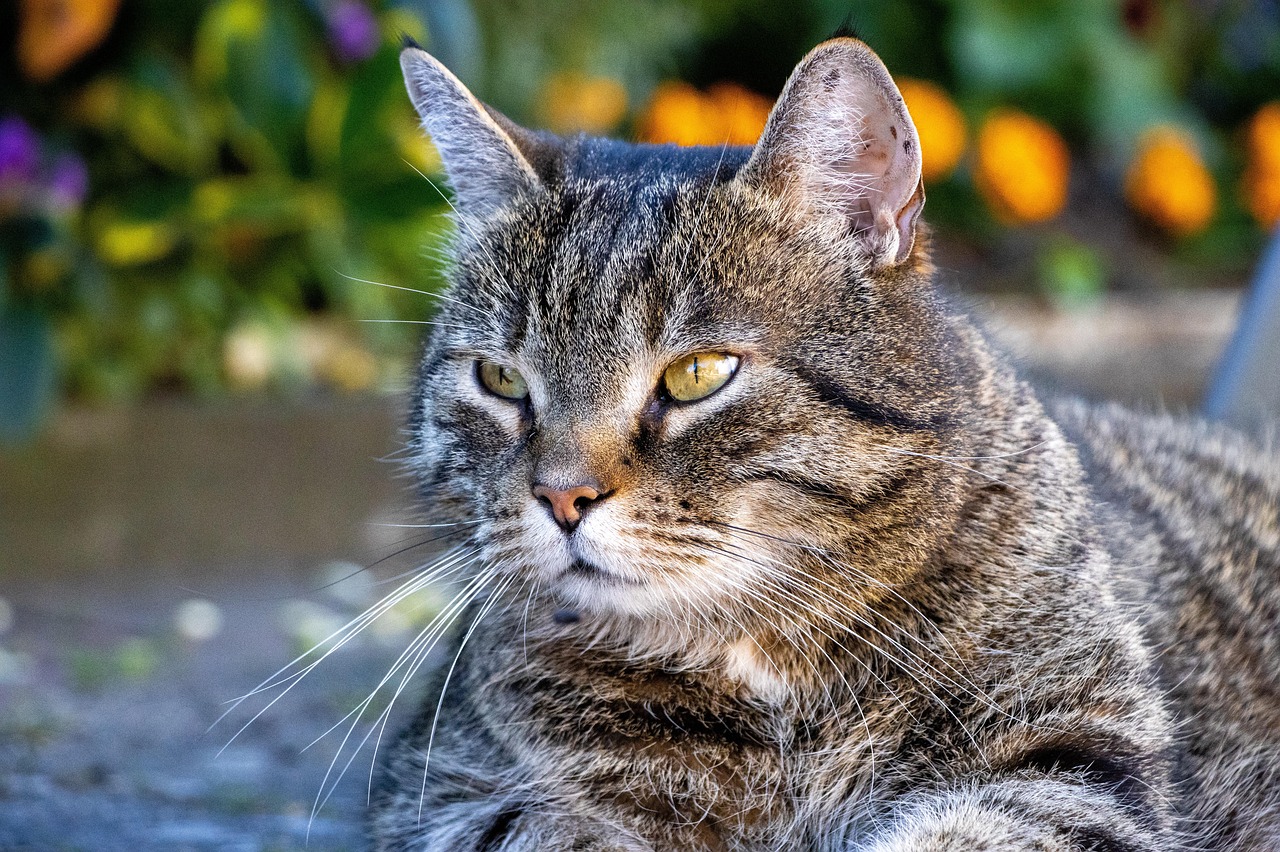 Kucing Kepala Domestik - Foto gratis di Pixabay - Pixabay