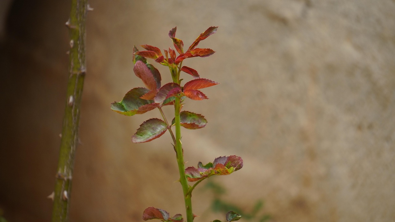 Planta Rosa Vermelha De - Foto gratuita no Pixabay - Pixabay