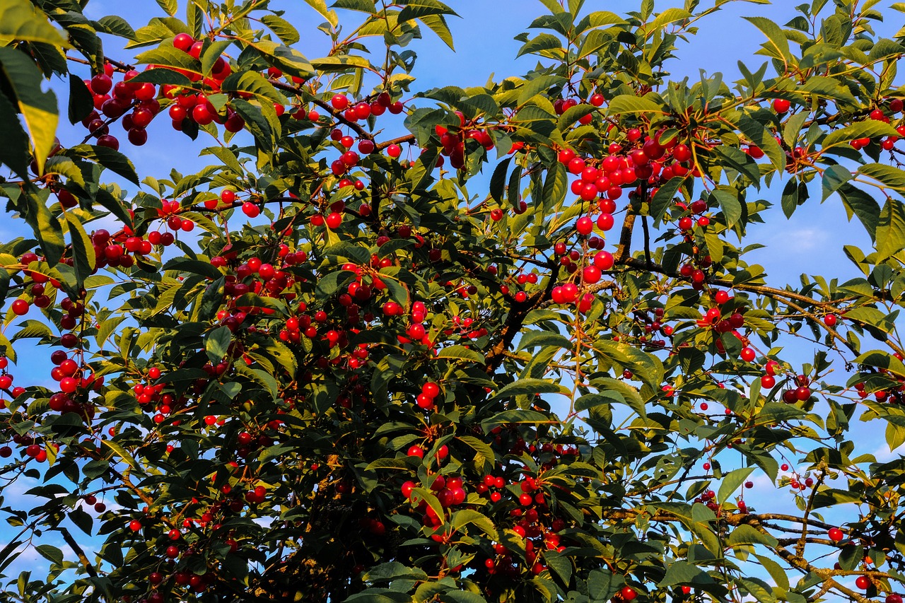 Cherry Tree Summer - Free photo on Pixabay - Pixabay