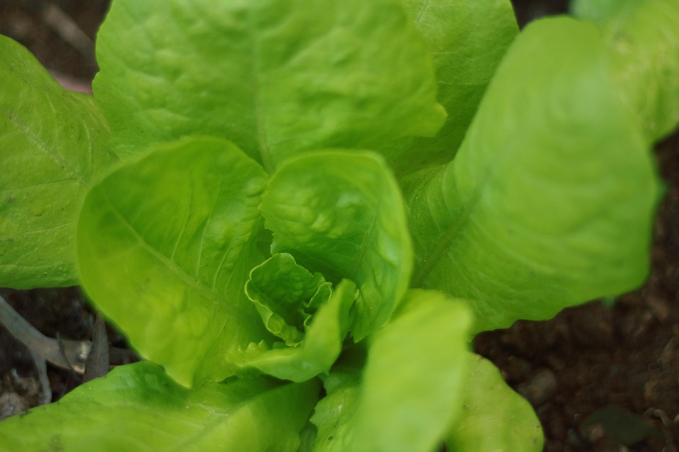 The Planting Of Lettuce - Free photo on Pixabay