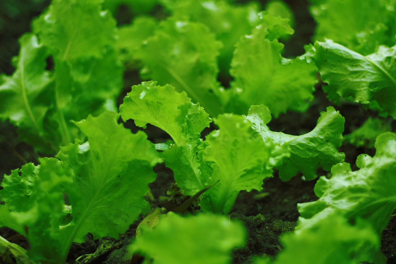 The Planting Of Lettuce - Free photo on Pixabay