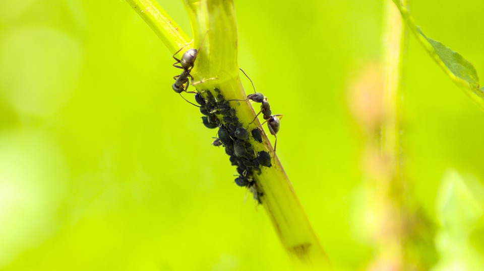 Ant Ants Insect - Free photo on Pixabay