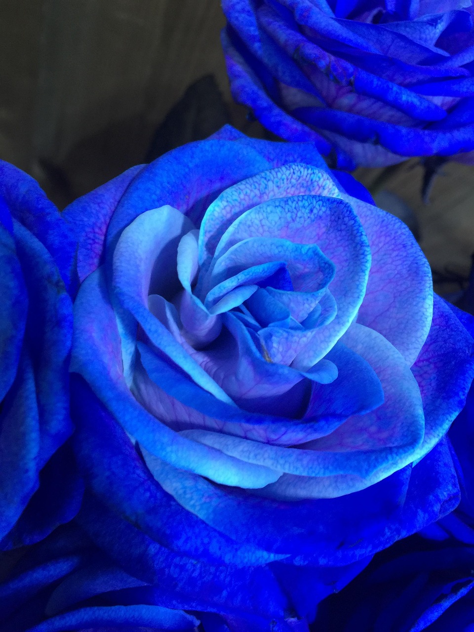 Day Of The Rose Rosa Azul - Free photo on Pixabay - Pixabay