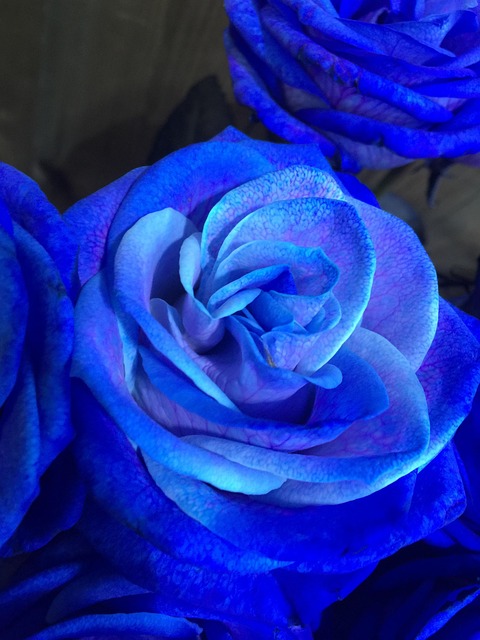 Day Of The Rose Rosa Azul - Free photo on Pixabay - Pixabay