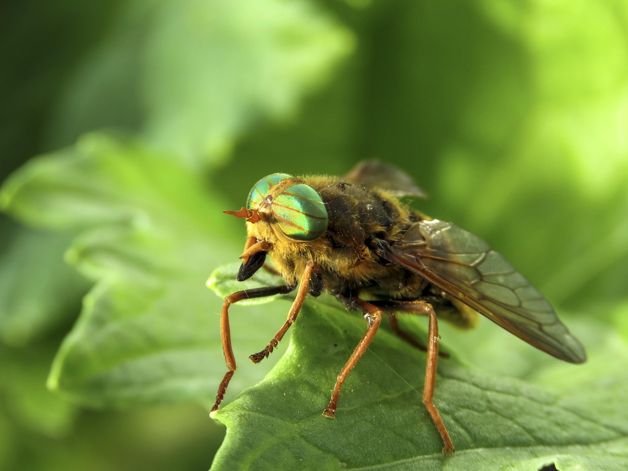 Horsefly Insect Tabanidae Free Photo On Pixabay Horsefly Insect Tabanidae Free Photo On Pixabay