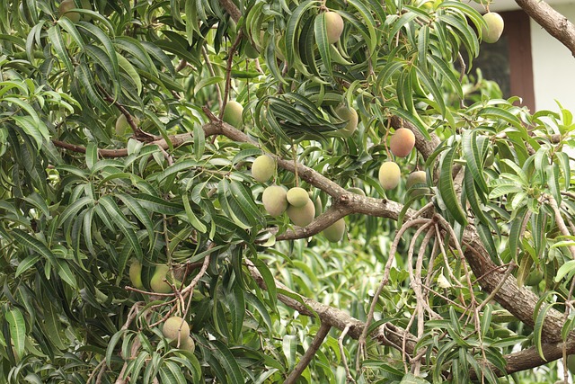 Mango Fruit Nature - Free photo on Pixabay