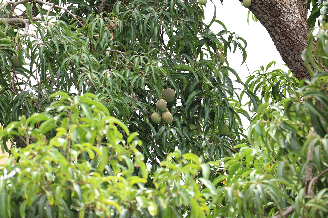 Mango Fruit Nature - Free photo on Pixabay - Pixabay