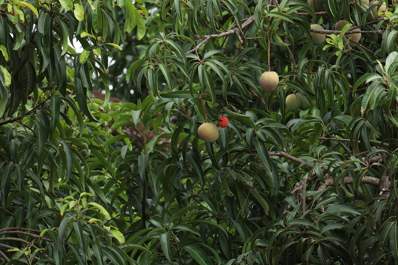 Mango Fruit Nature - Free photo on Pixabay - Pixabay