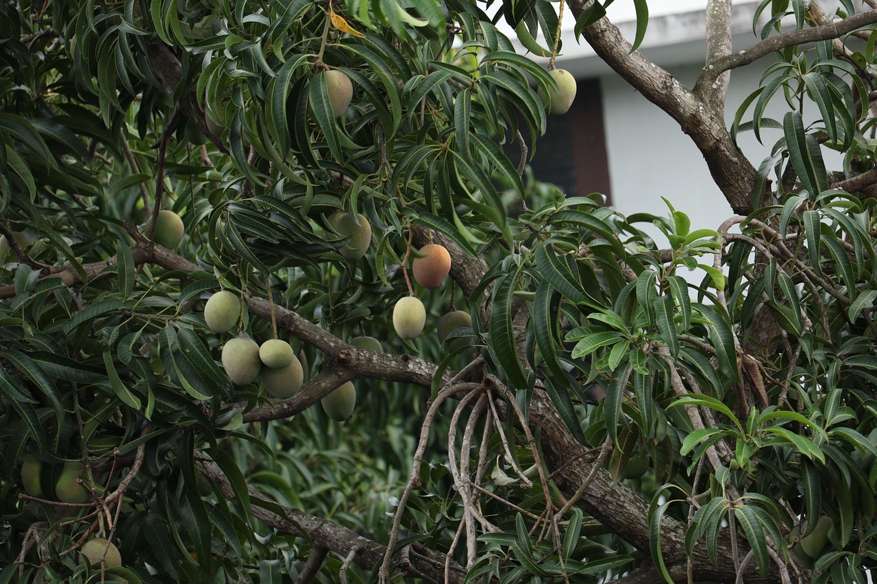 Mango Fruit Nature - Free photo on Pixabay - Pixabay
