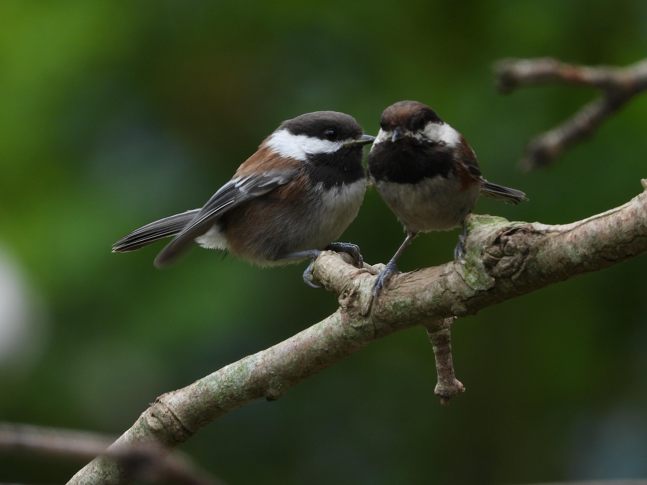 200+ Free Chickadee & Nature Images - Pixabay