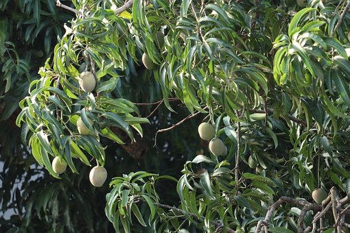 70+ Free Mango Plant & Mango Images - Pixabay