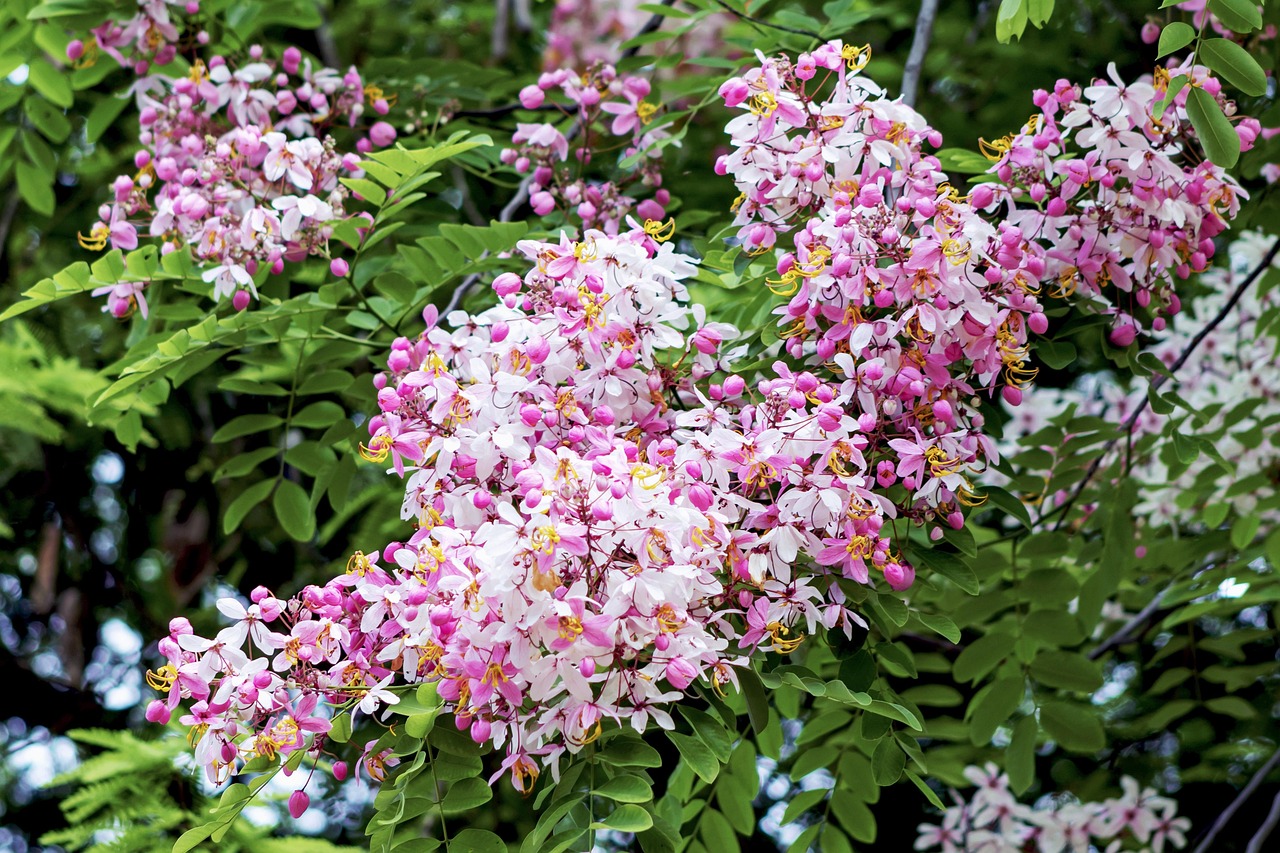 60000+ Firebirds Flower & ảnh Flower miễn phí - Pixabay