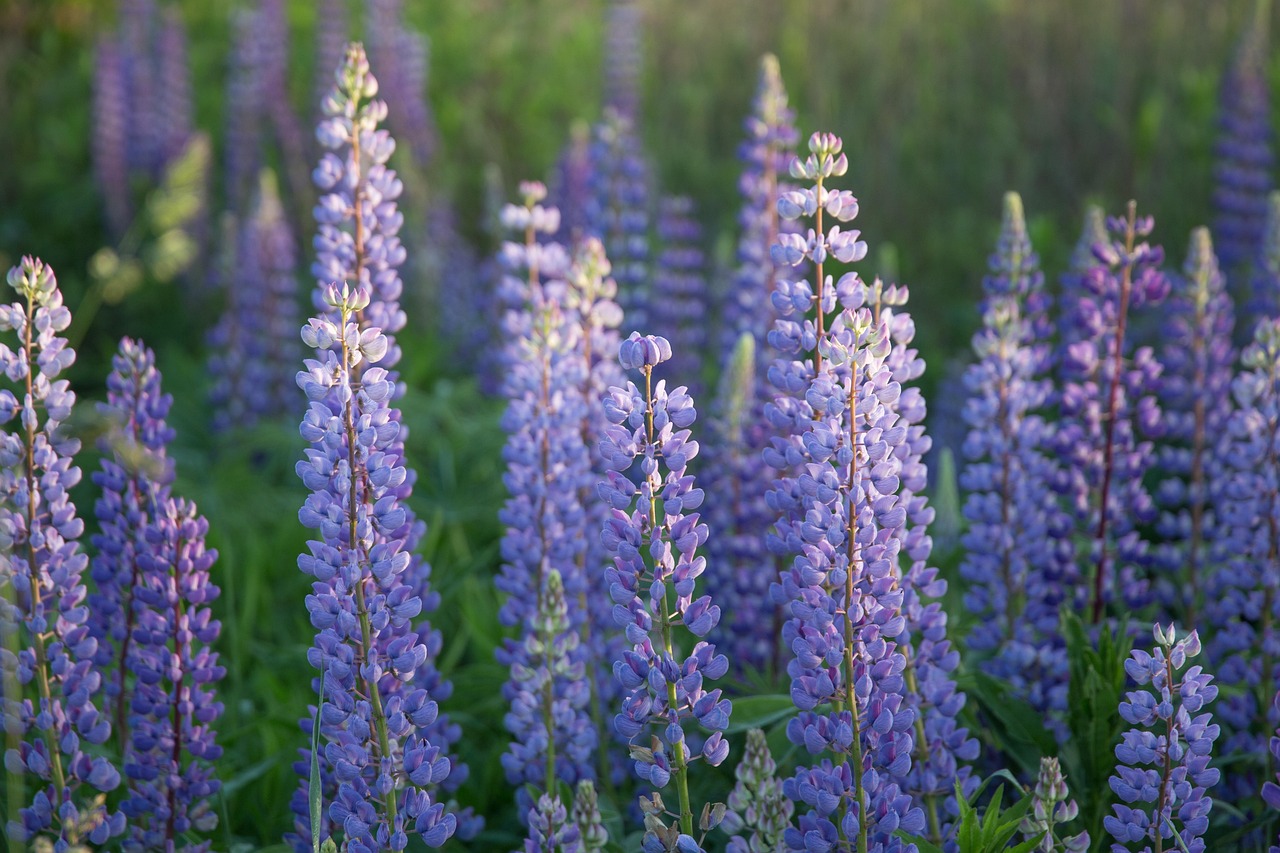 800+ Free Lupine & Nature Images - Pixabay