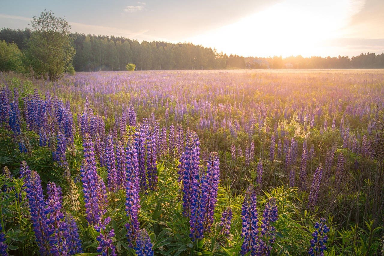 400,000+ Free Lupine Flower & Lupine Images - Pixabay