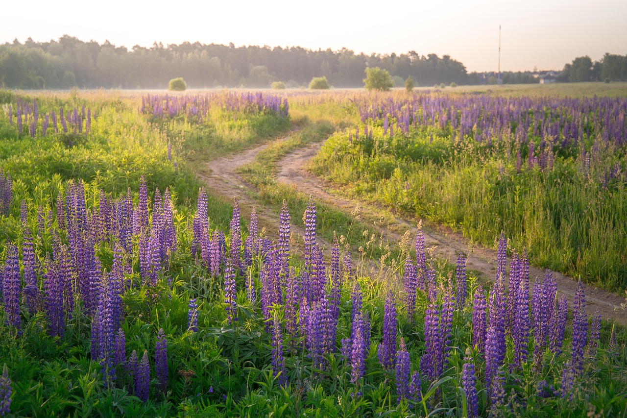 400,000+ Free Lupin Flowers & Lupine Images - Pixabay