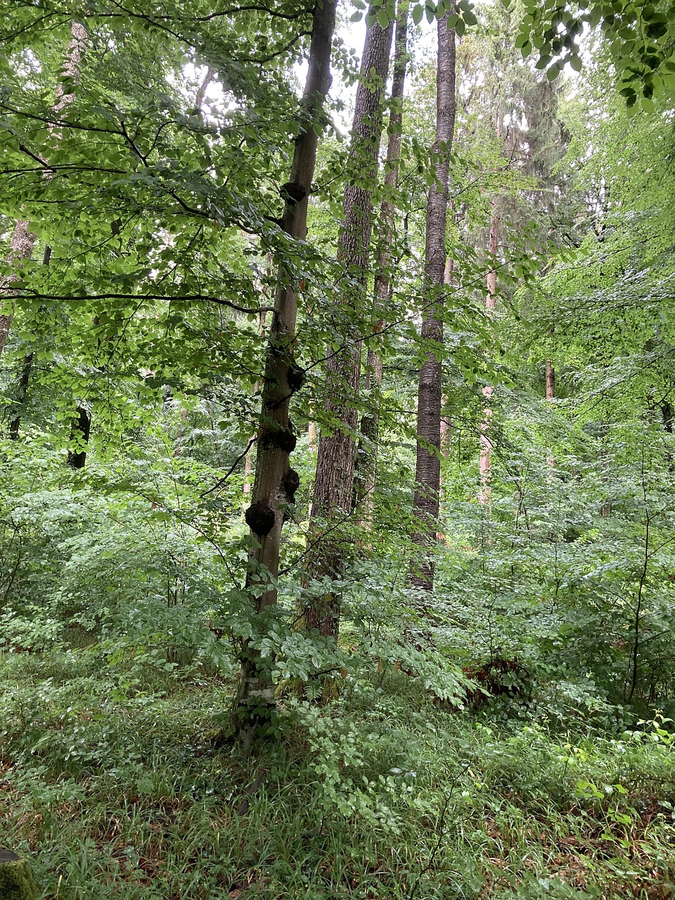 Forêt Nature Bois Des - Photo gratuite sur Pixabay - Pixabay
