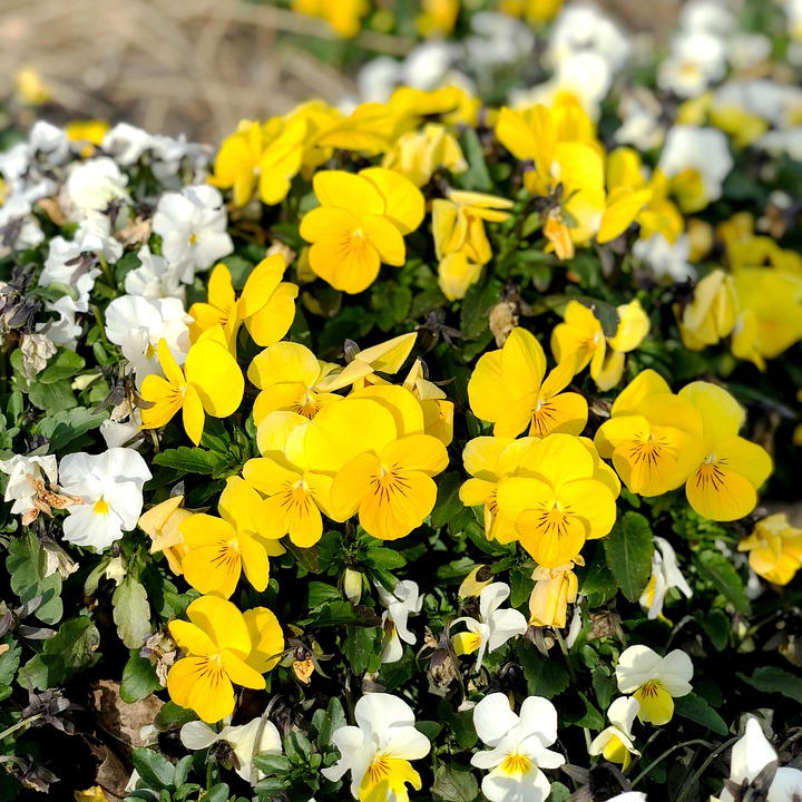 Johnny Jump Up Wild Pansy Tickle - Free photo on Pixabay