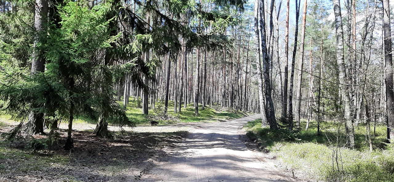 Forêt Des Arbres - Photo gratuite sur Pixabay - Pixabay